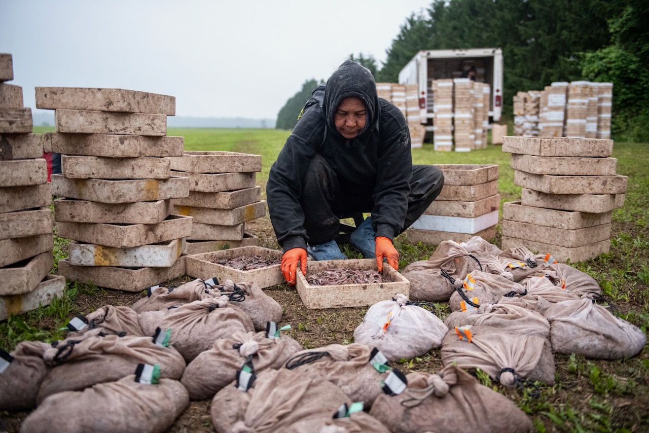 Worm Hunting in Ontario